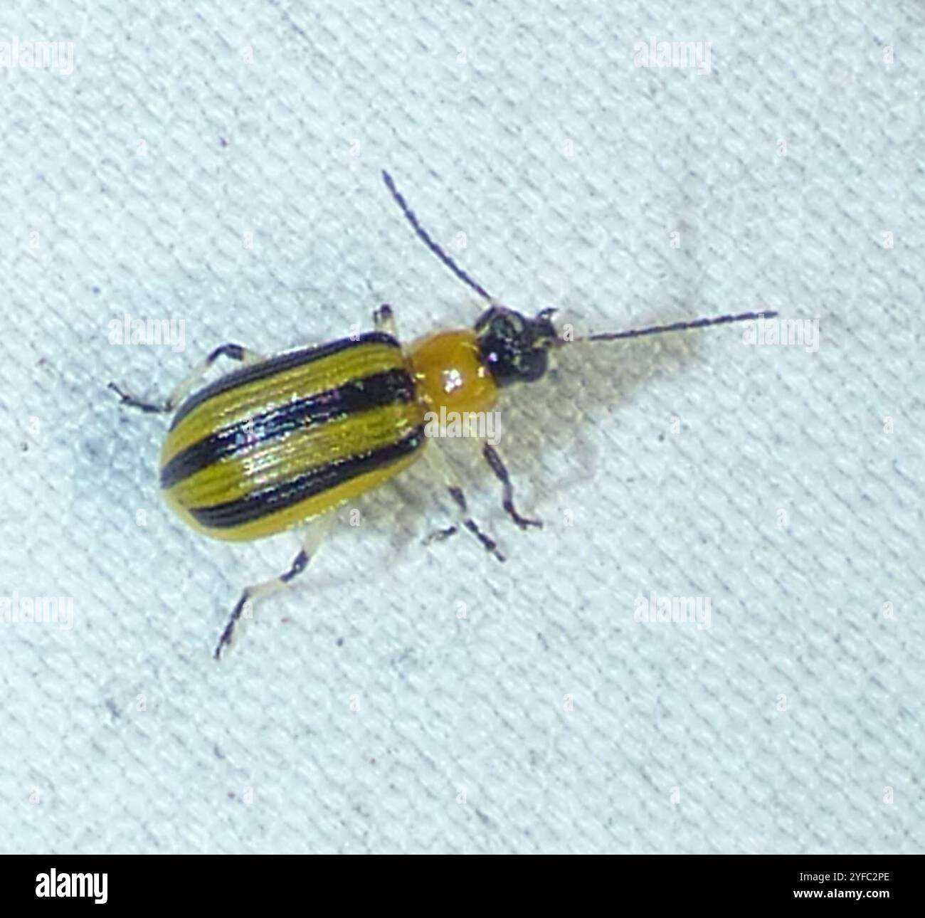 Striped Cucumber Beetle (Acalymma vittatum Stock Photo - Alamy
