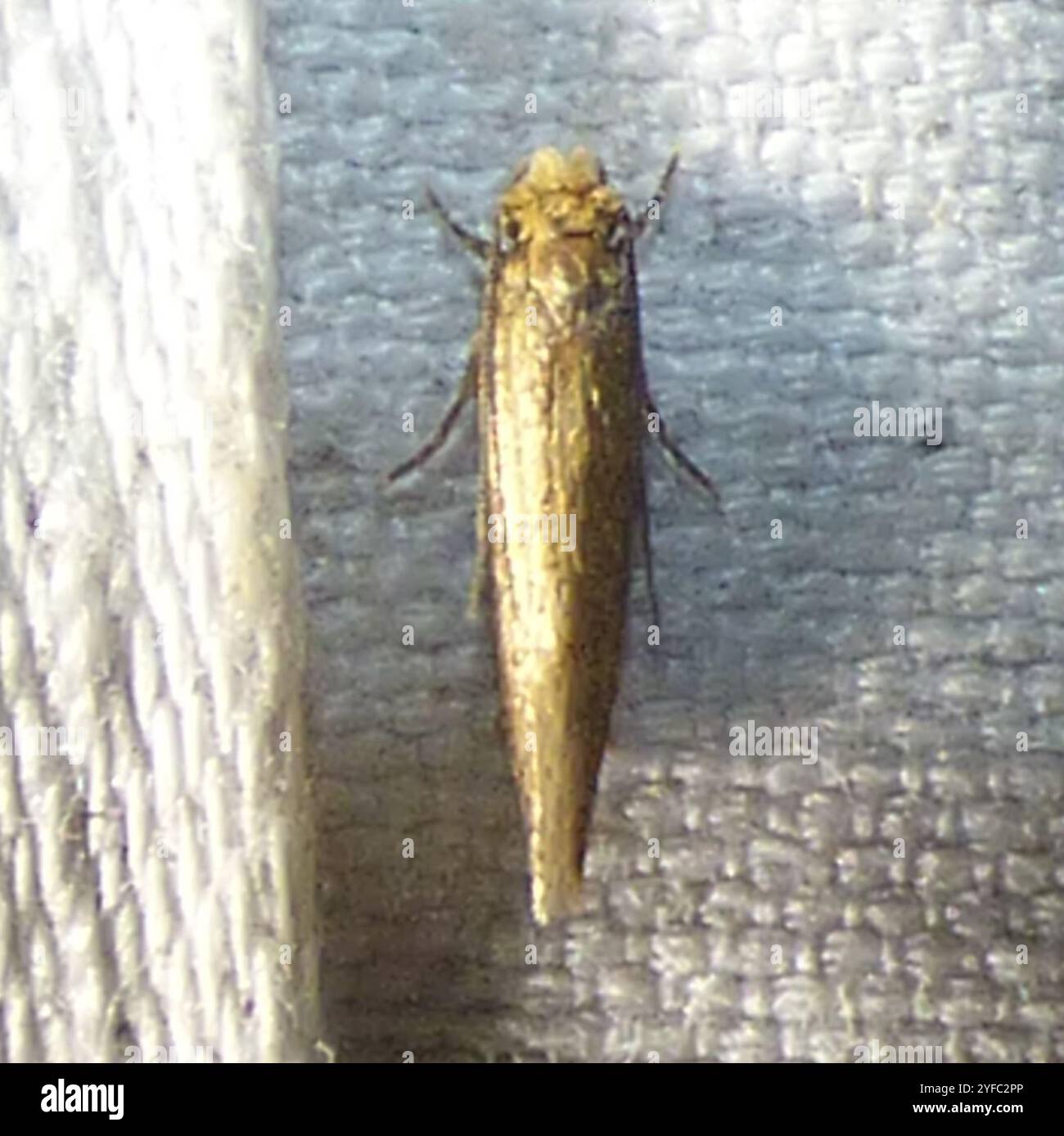 Fungus Moths, Clothes Moths, & Allies (Tineidae Stock Photo - Alamy