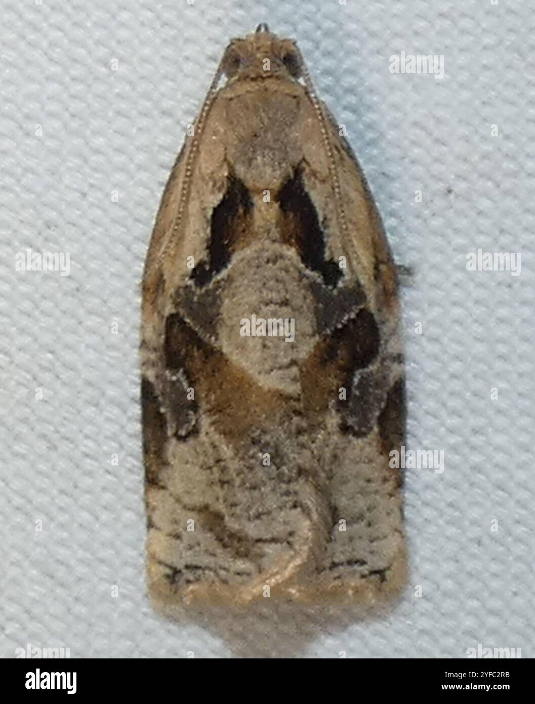 Gray Archips Moth (Archips grisea Stock Photo - Alamy