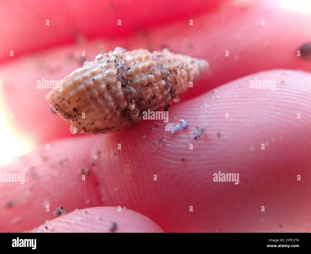 Threeline Mudsnail (Ilyanassa trivittata Stock Photo - Alamy