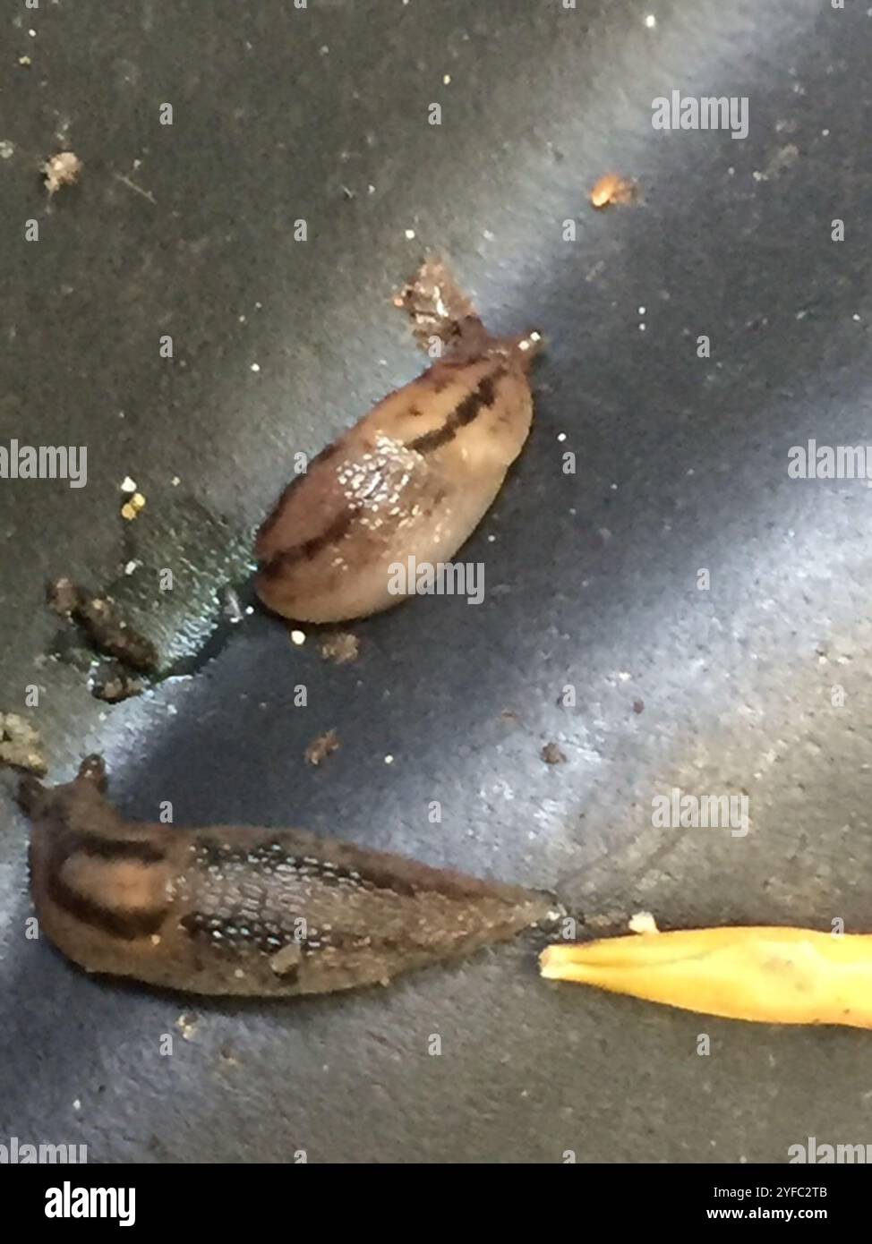 Threeband Slugs (Ambigolimax Stock Photo - Alamy