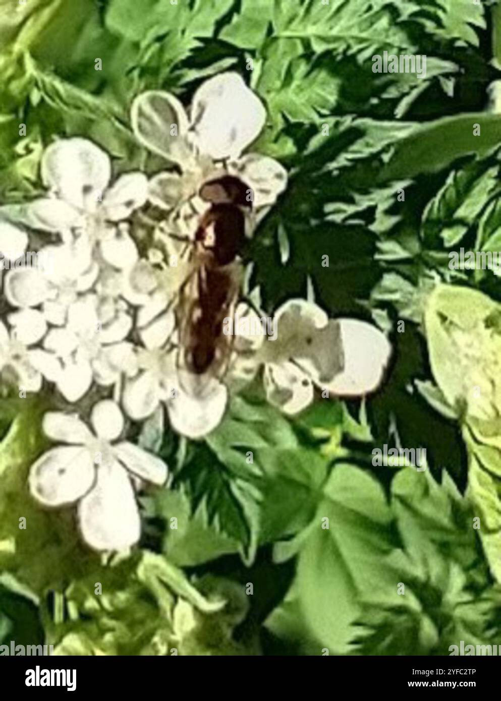 Typical Hover Flies (Syrphinae Stock Photo - Alamy