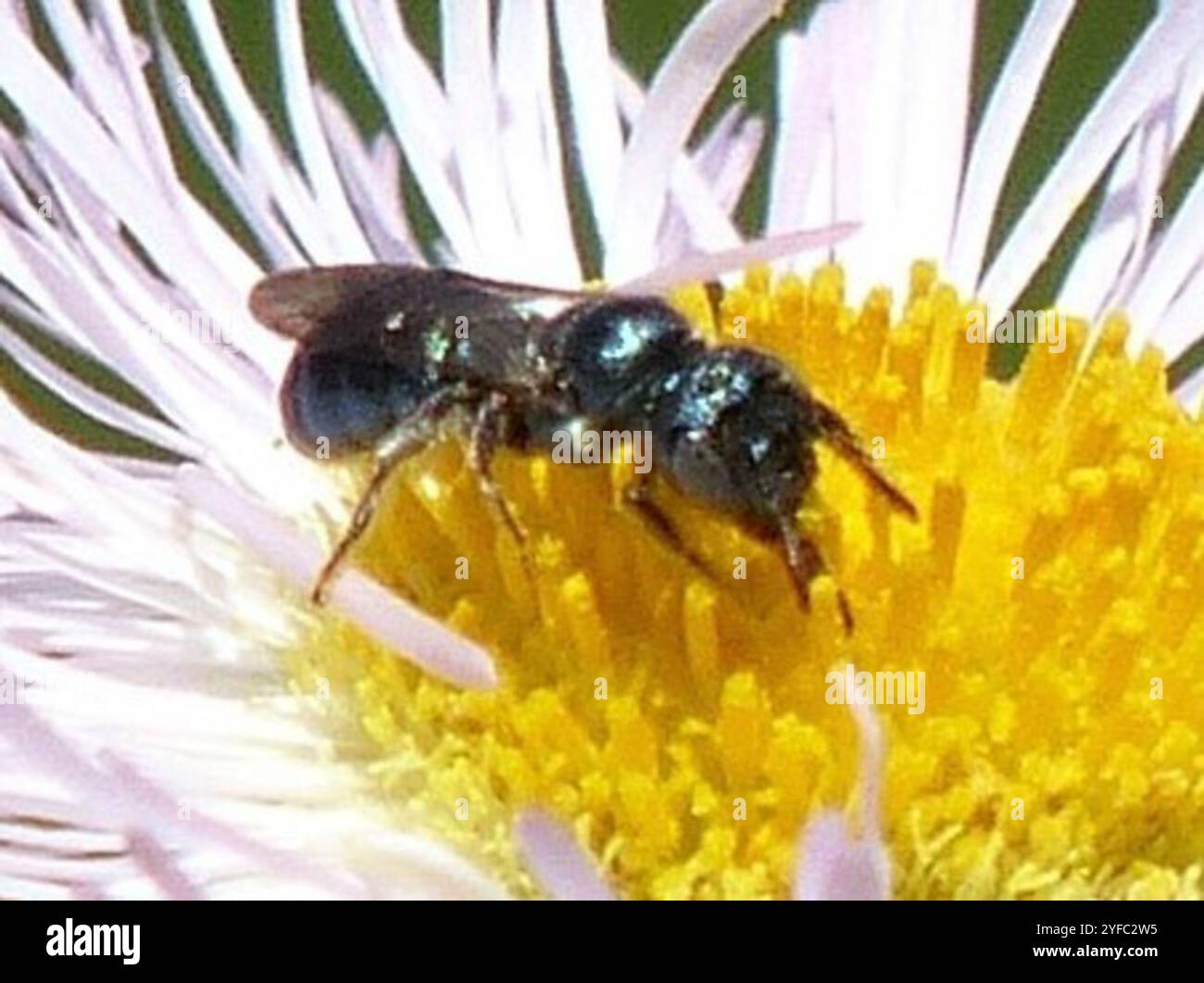 Small Carpenter Bees (Ceratina Stock Photo - Alamy