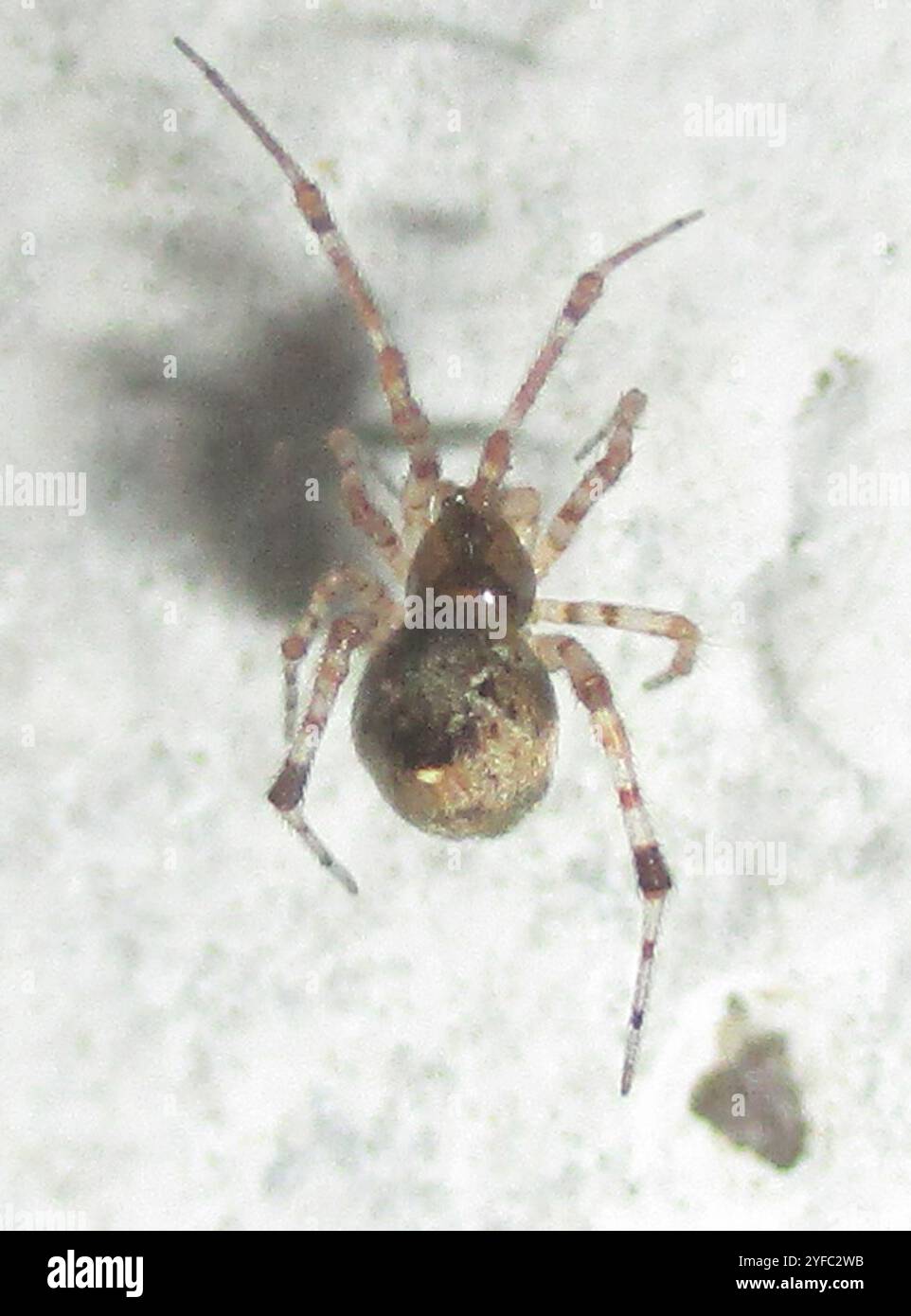 Comb-footed Spiders (Theridiidae Stock Photo - Alamy
