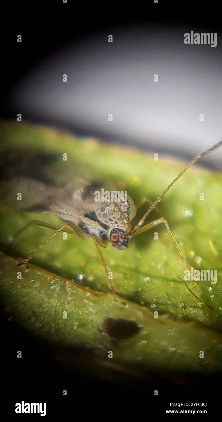 Azalea Lace Bug (Stephanitis pyrioides Stock Photo - Alamy