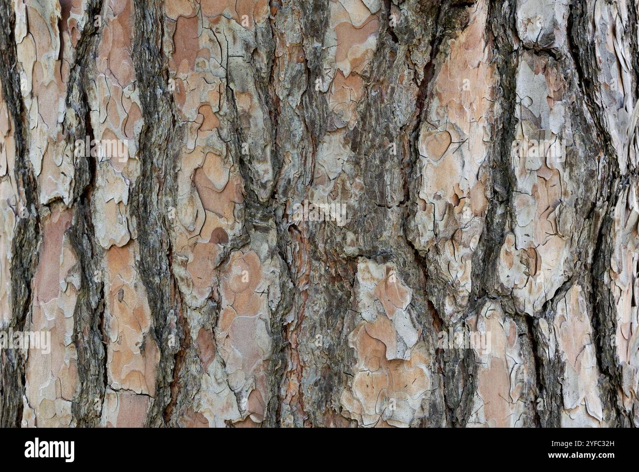 Pine tree bark, Pinus sylvestris texture, close up. European red pine ...