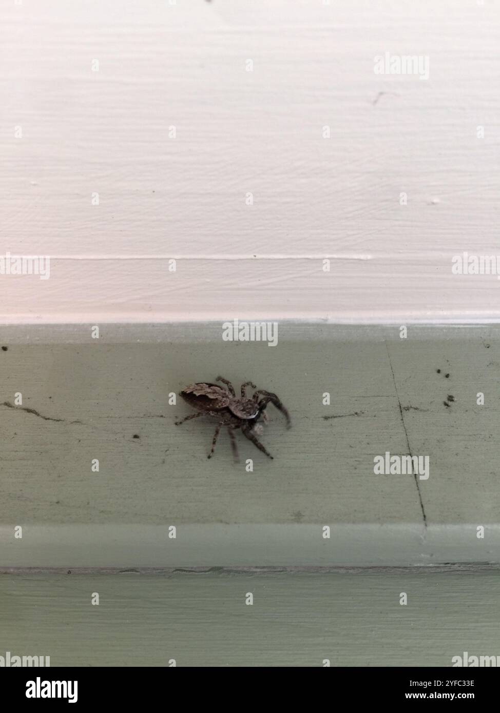 Tan Jumping Spider (Platycryptus undatus Stock Photo - Alamy