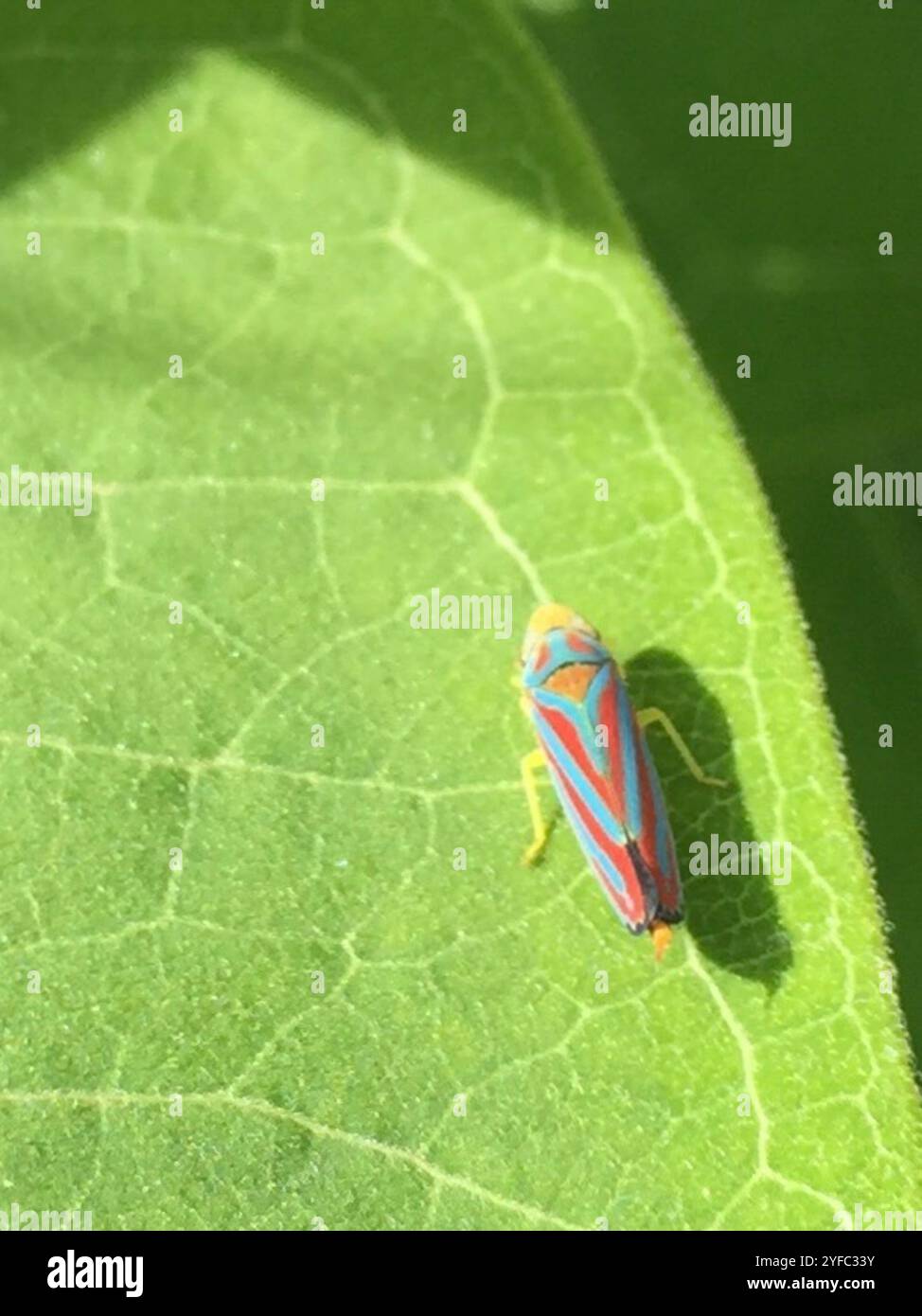 Red-banded Leafhopper (Graphocephala coccinea Stock Photo - Alamy