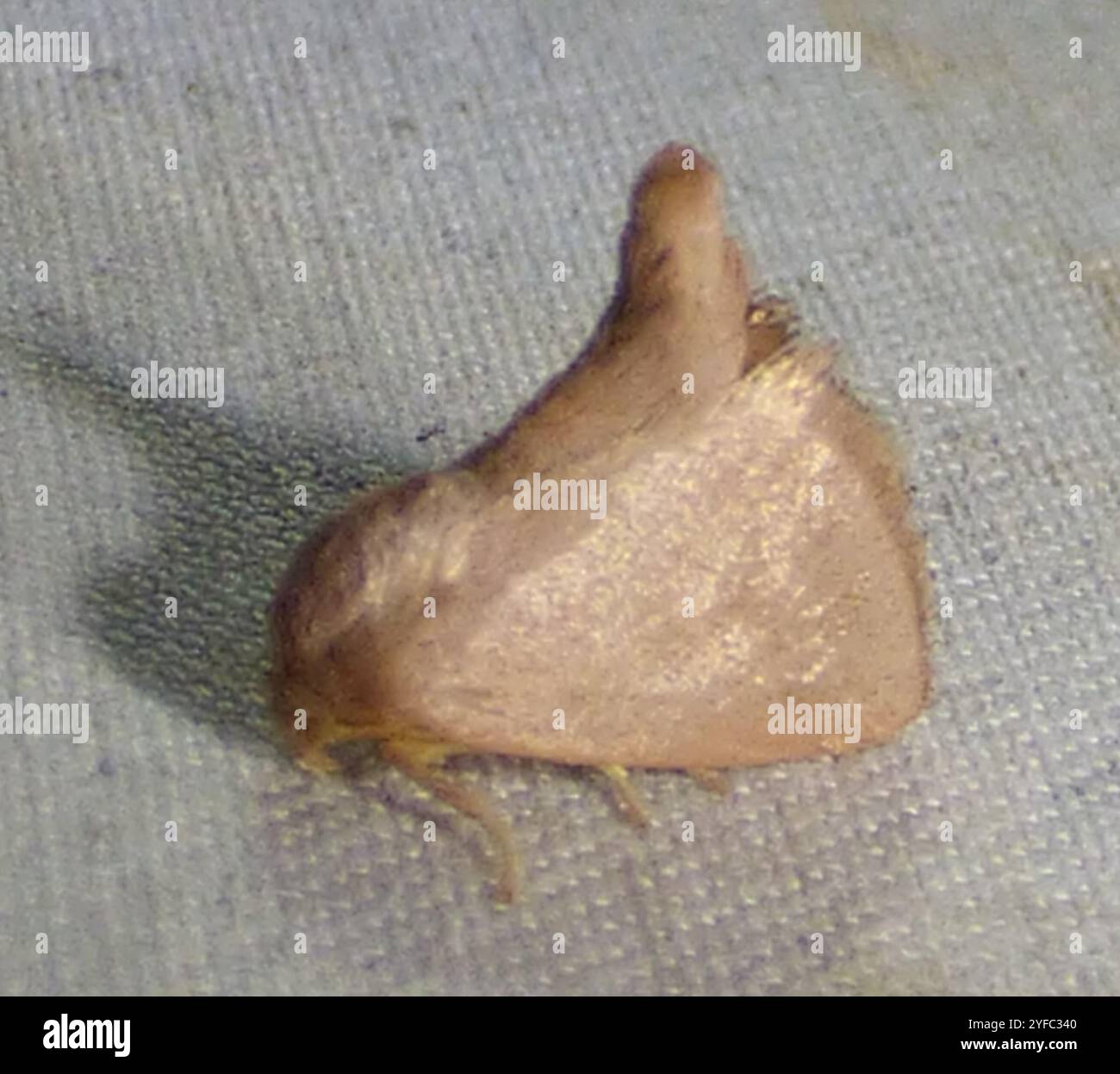 Tortricidia hi-res stock photography and images - Alamy