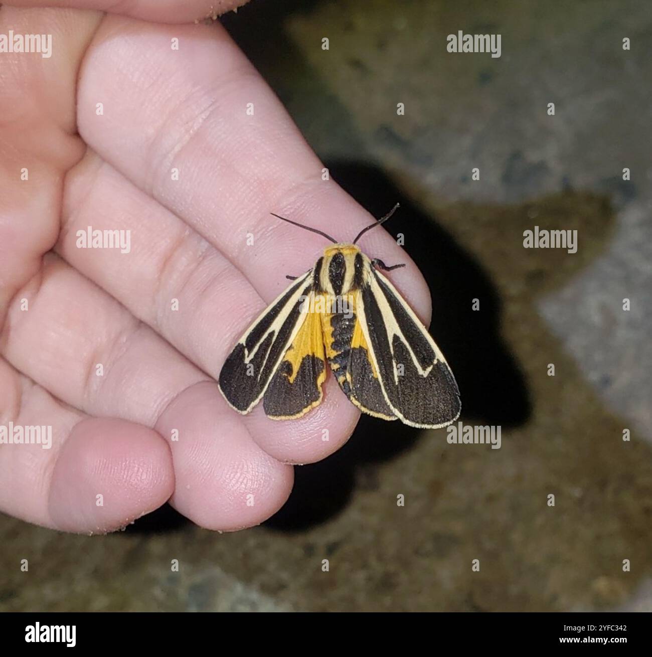 Nais Tiger Moth (Apantesis nais Stock Photo - Alamy