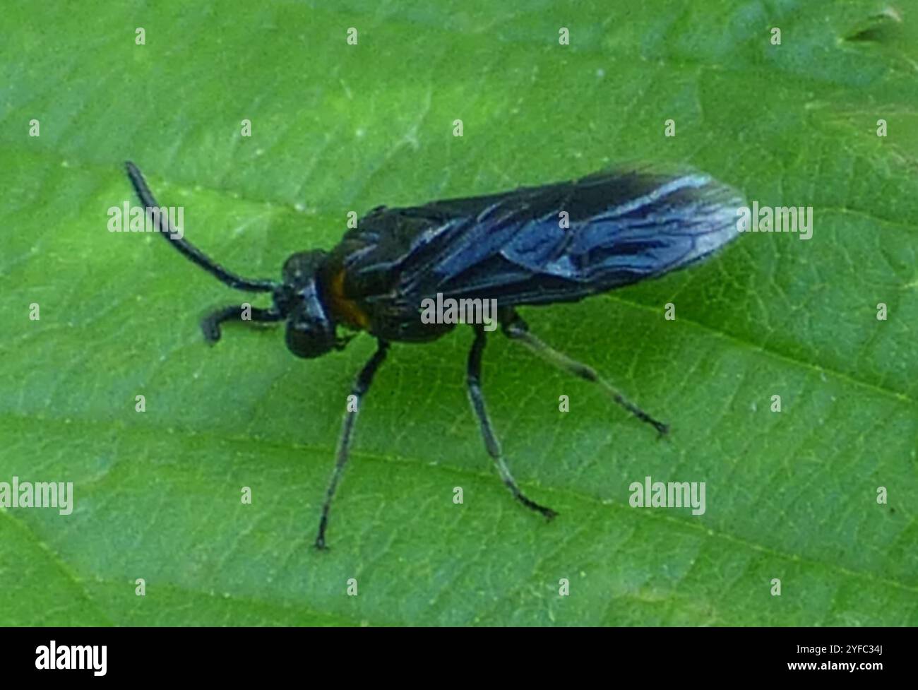 Common Sawflies (Tenthredinidae Stock Photo - Alamy