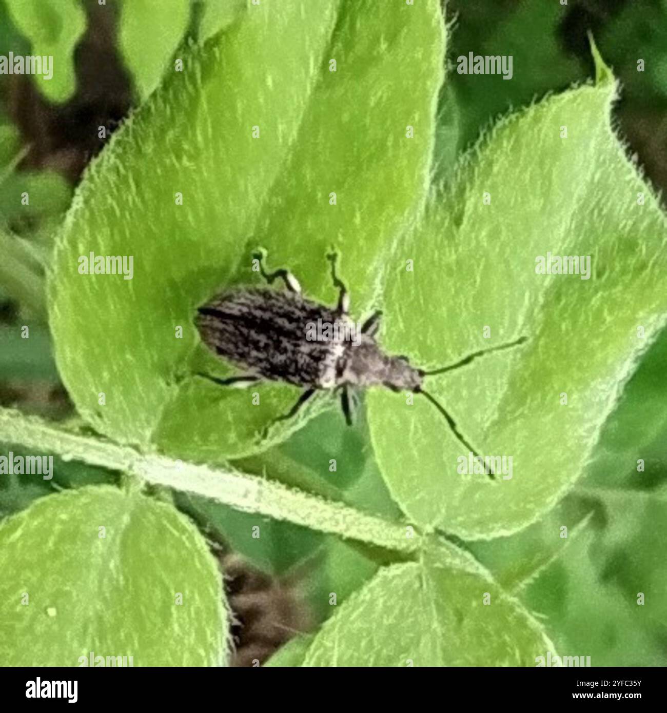 Common Leaf Weevil (Phyllobius pyri Stock Photo - Alamy