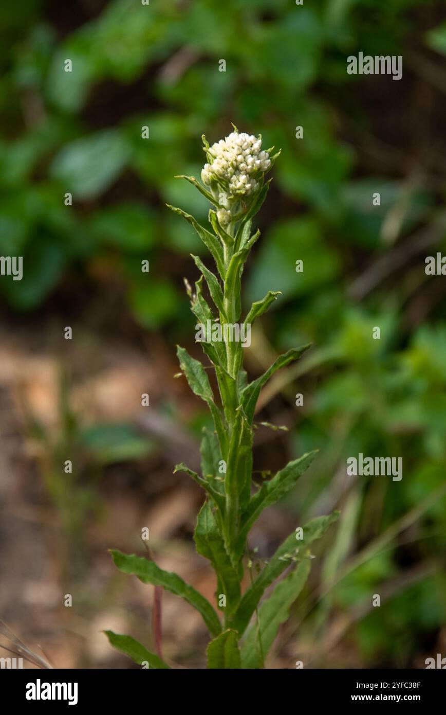 two-color rabbit tobacco (Pseudognaphalium biolettii Stock Photo - Alamy