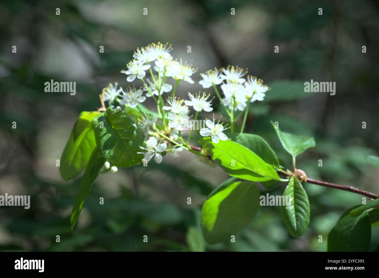Bitter cherry (Prunus emarginata Stock Photo - Alamy