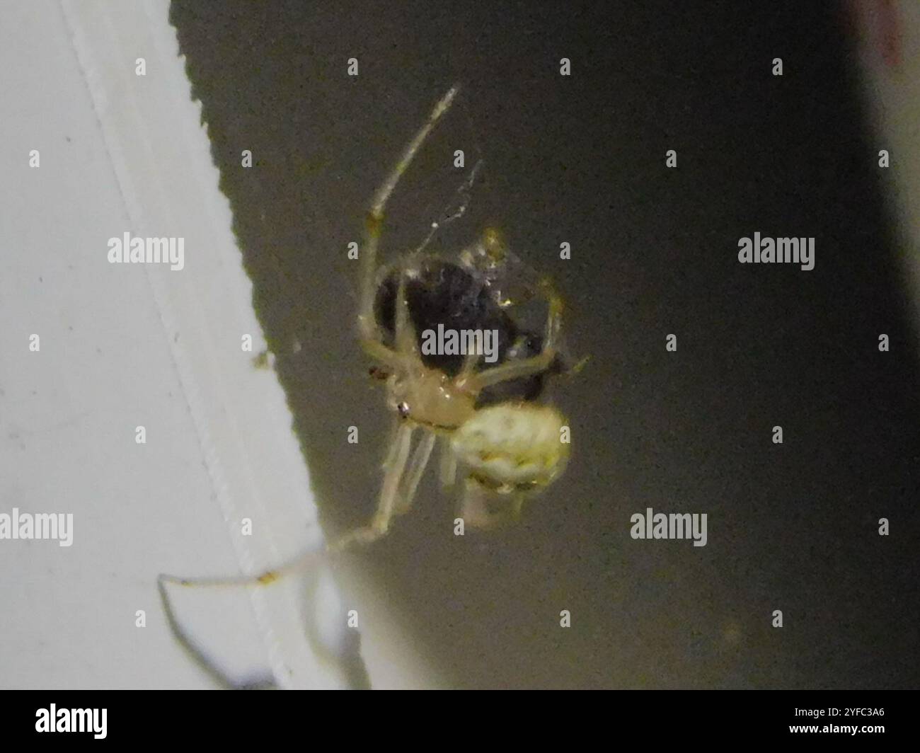 Typical Cobweb Spiders (Theridion Stock Photo - Alamy