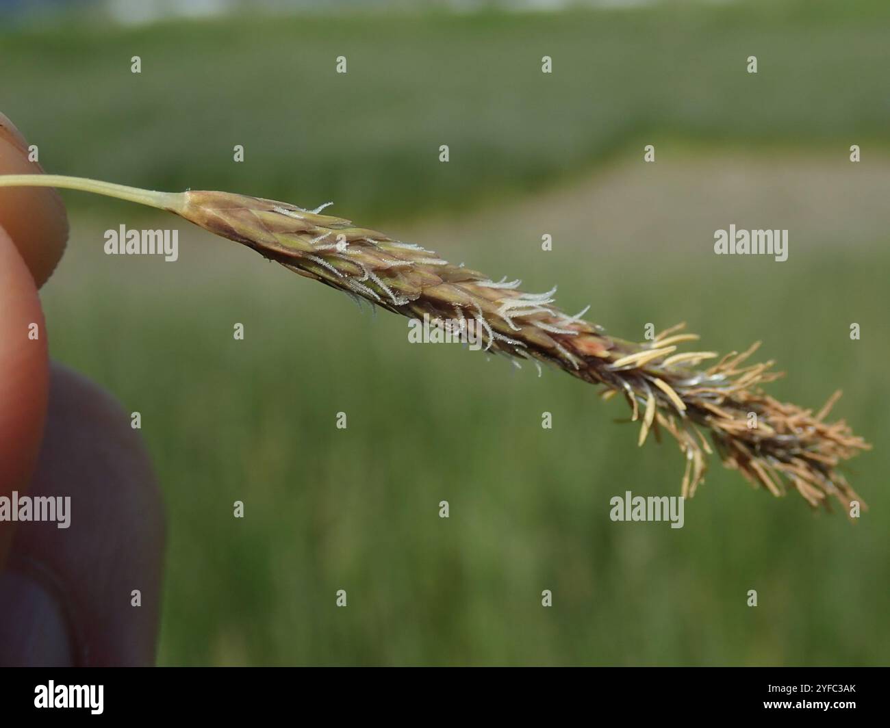 true sedges (Carex Stock Photo - Alamy