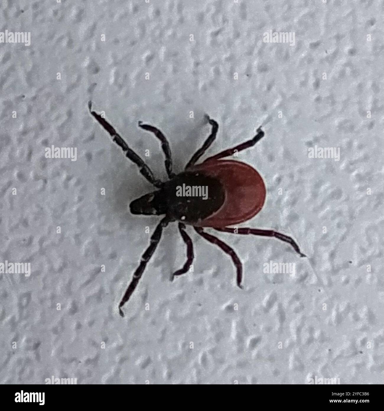 taiga tick (Ixodes persulcatus Stock Photo - Alamy
