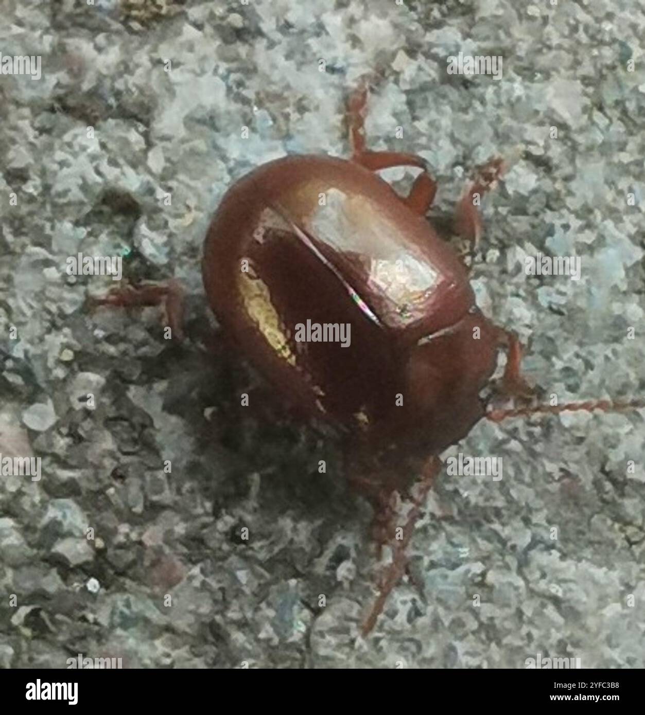 brown leaf beetle (Chrysolina staphylaea Stock Photo - Alamy