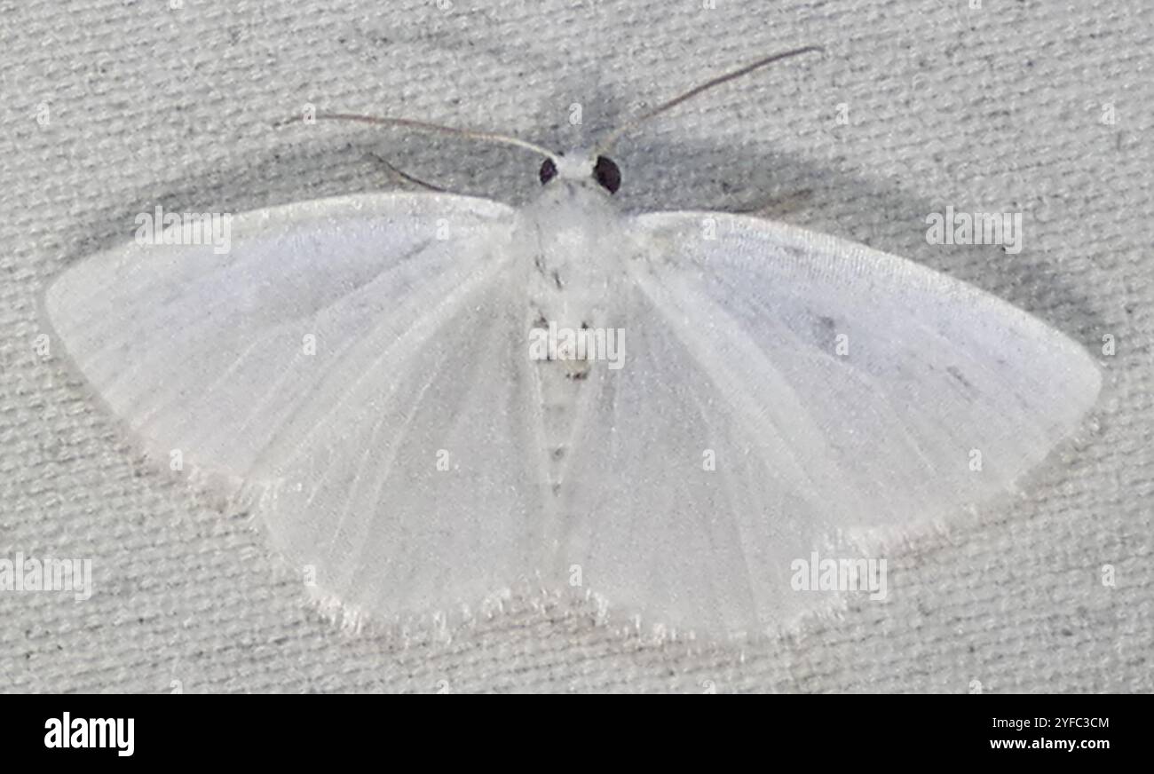 White Spring Moth (Lomographa vestaliata Stock Photo - Alamy