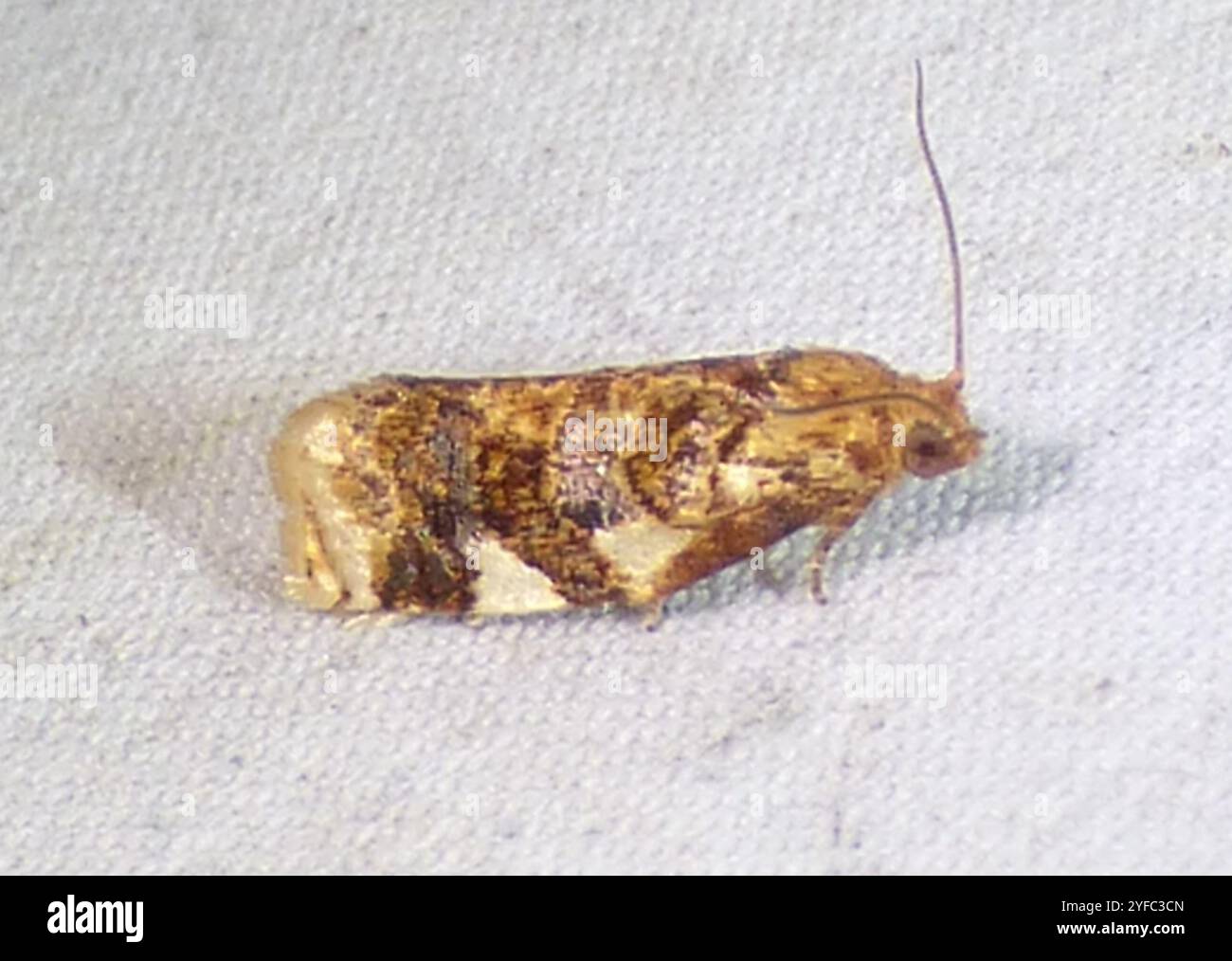 Fruit-tree Leafroller Moth (Archips argyrospila Stock Photo - Alamy