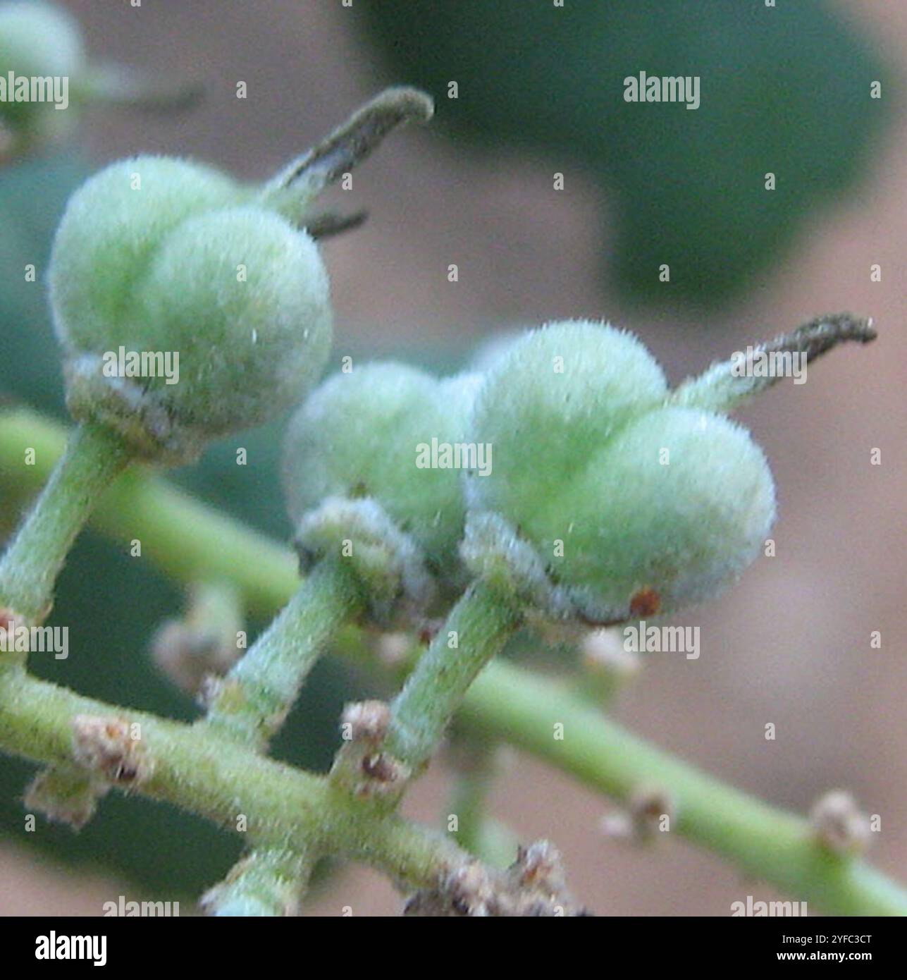 Pappea capensis hi-res stock photography and images - Alamy