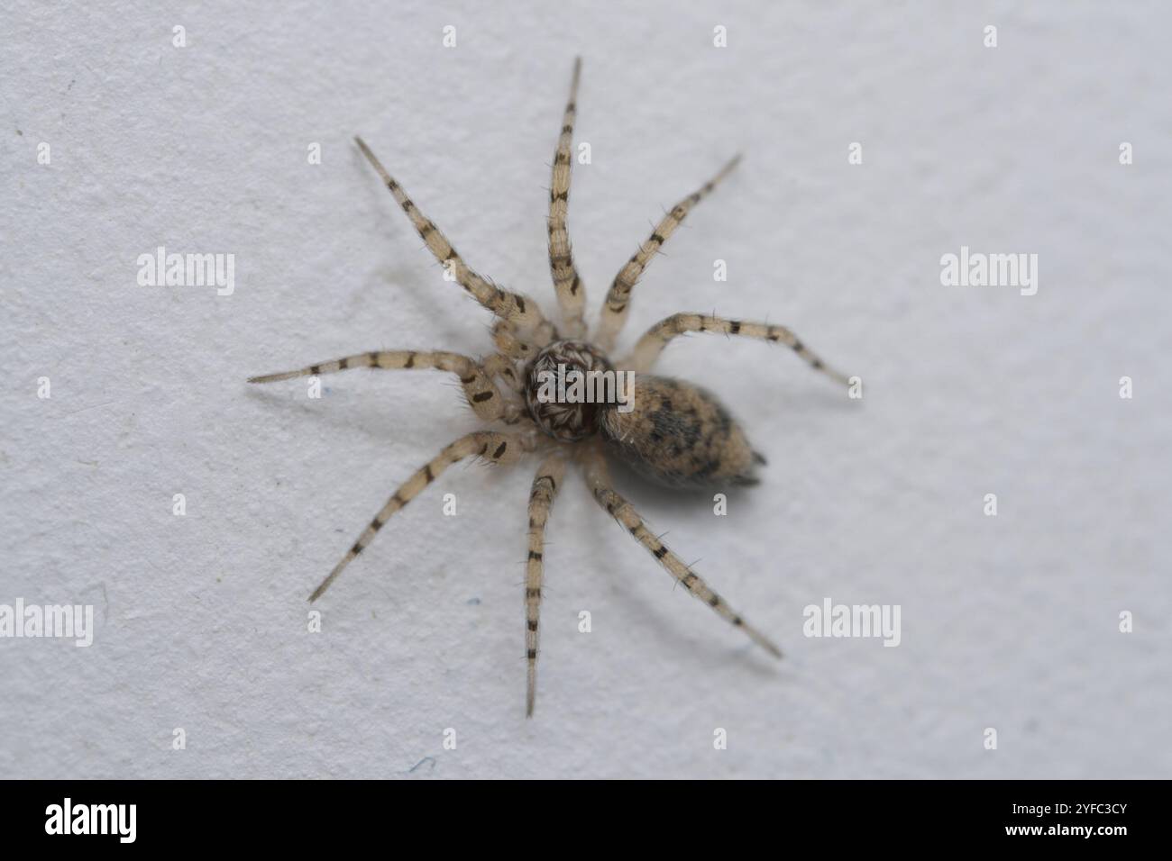Wall Spiders (Oecobius Stock Photo - Alamy