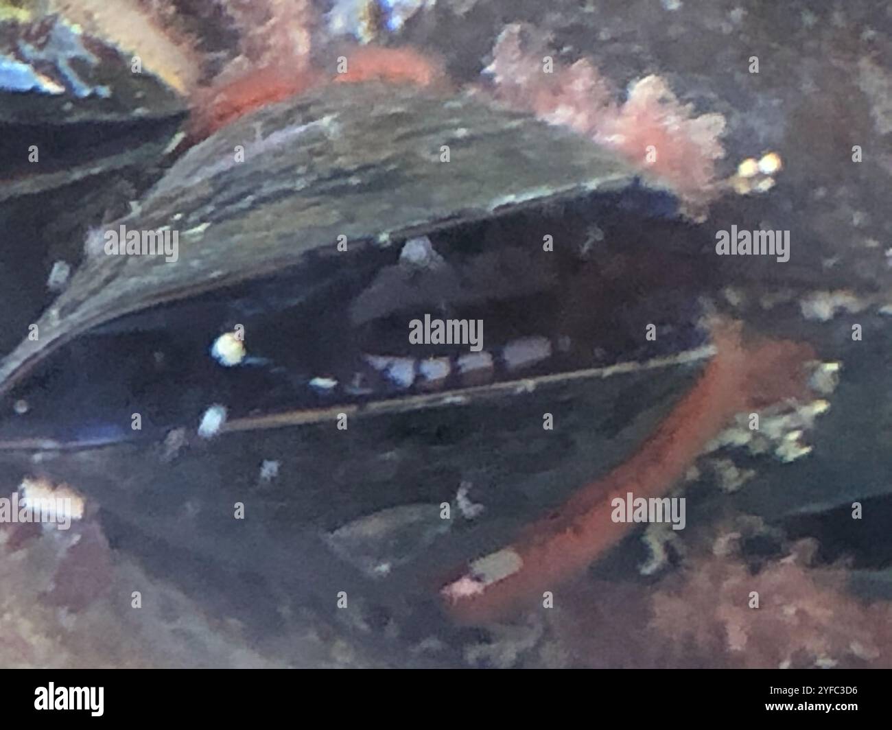 Blue Mussel Complex (Mytilus edulis Stock Photo - Alamy