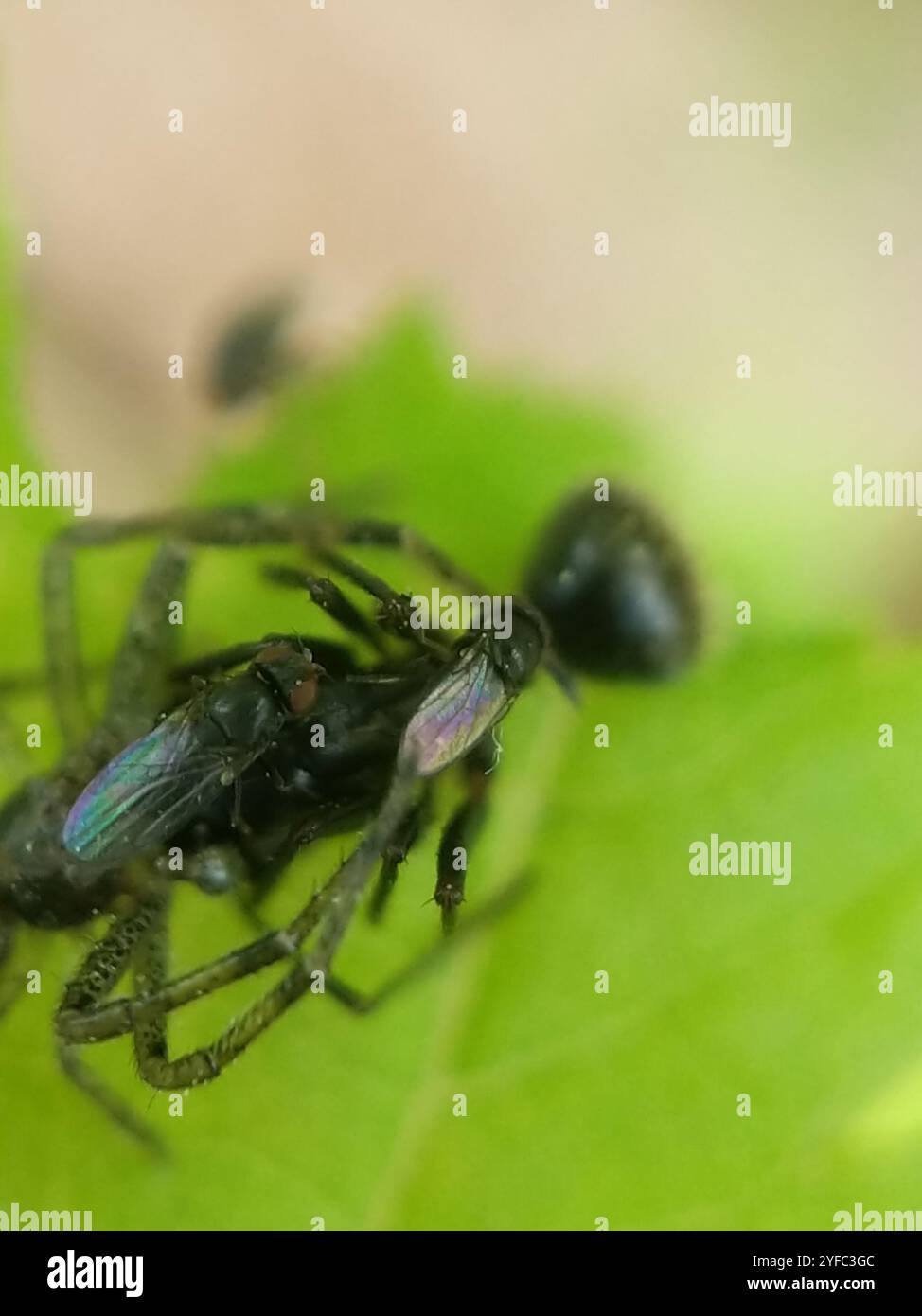 Freeloader hi-res stock photography and images - Alamy