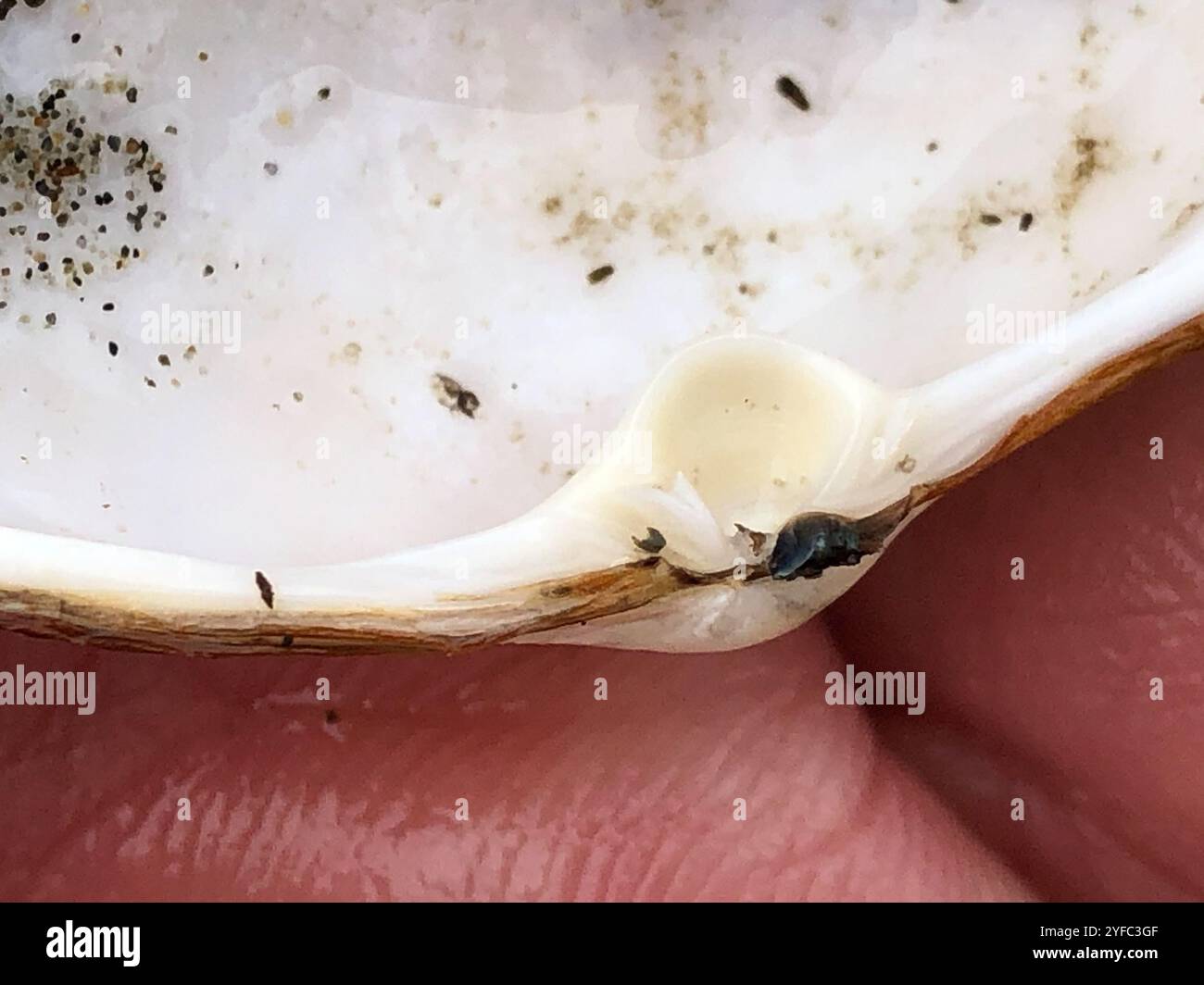 Tresus hi-res stock photography and images - Alamy