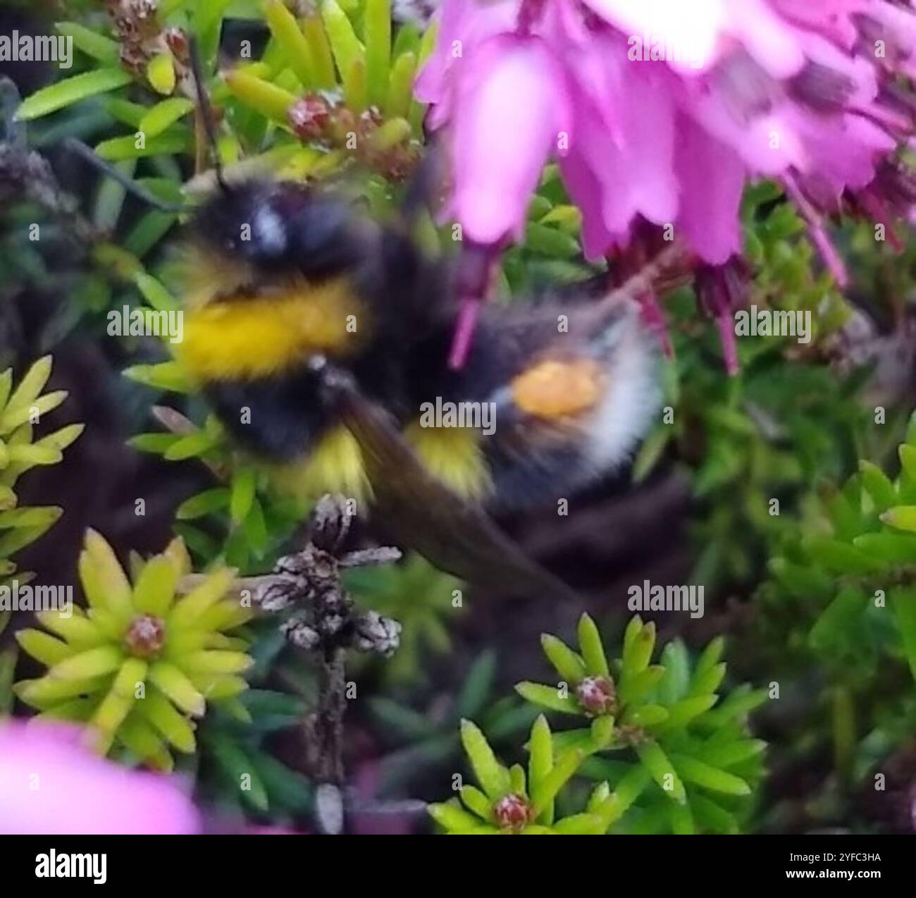 Heath Bumble Bee (Bombus jonellus Stock Photo - Alamy