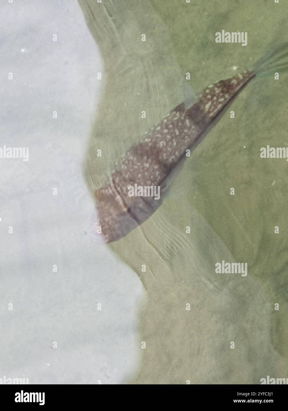 Weeping Toadfish (Torquigener pleurogramma Stock Photo - Alamy