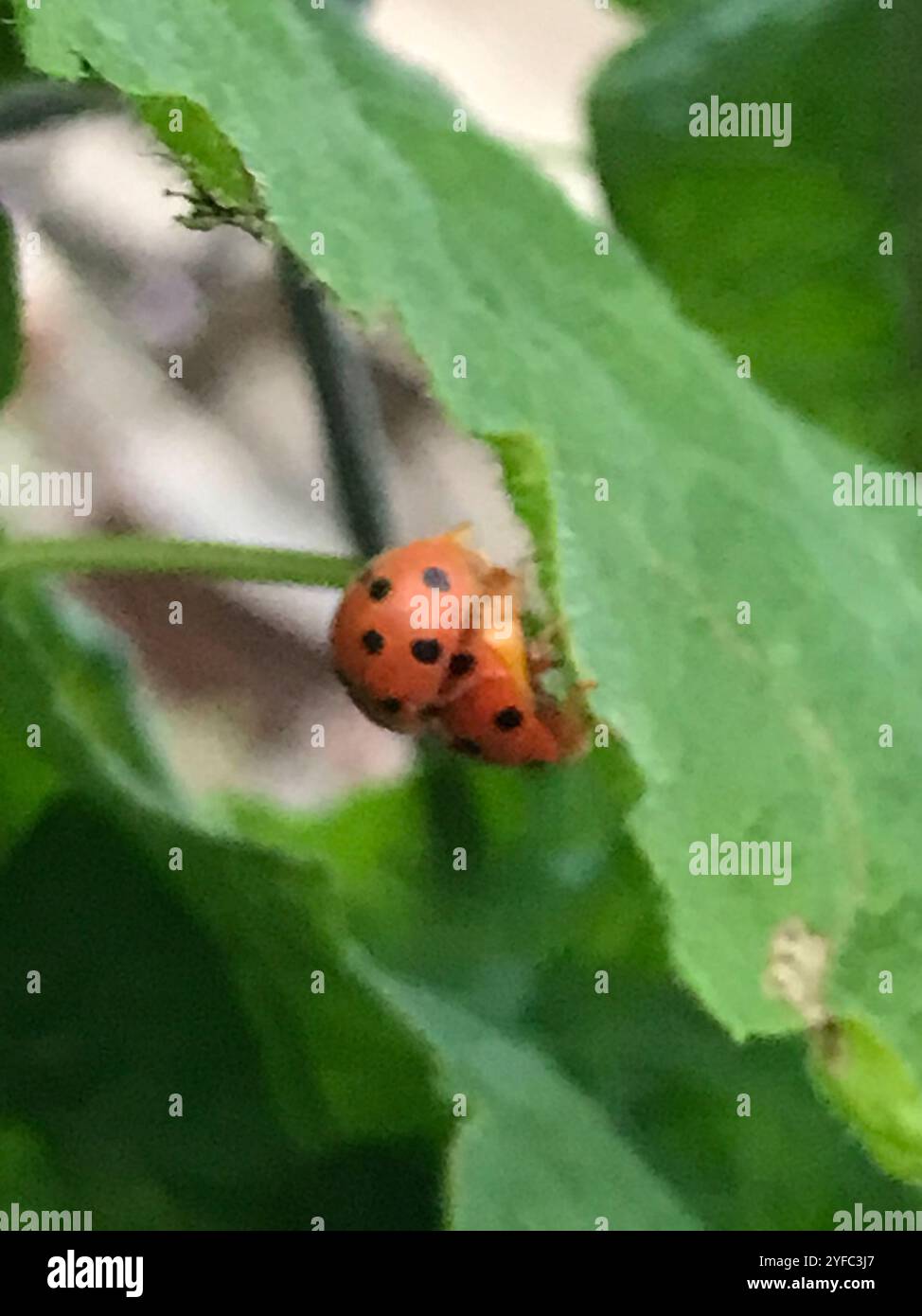 Bryony Ladybird (Henosepilachna argus Stock Photo - Alamy