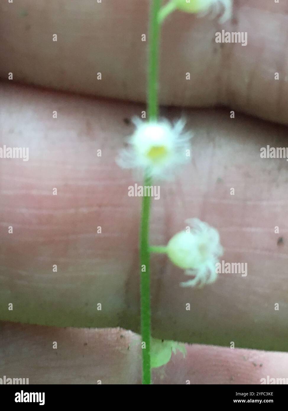 twoleaf miterwort (Mitella diphylla Stock Photo - Alamy