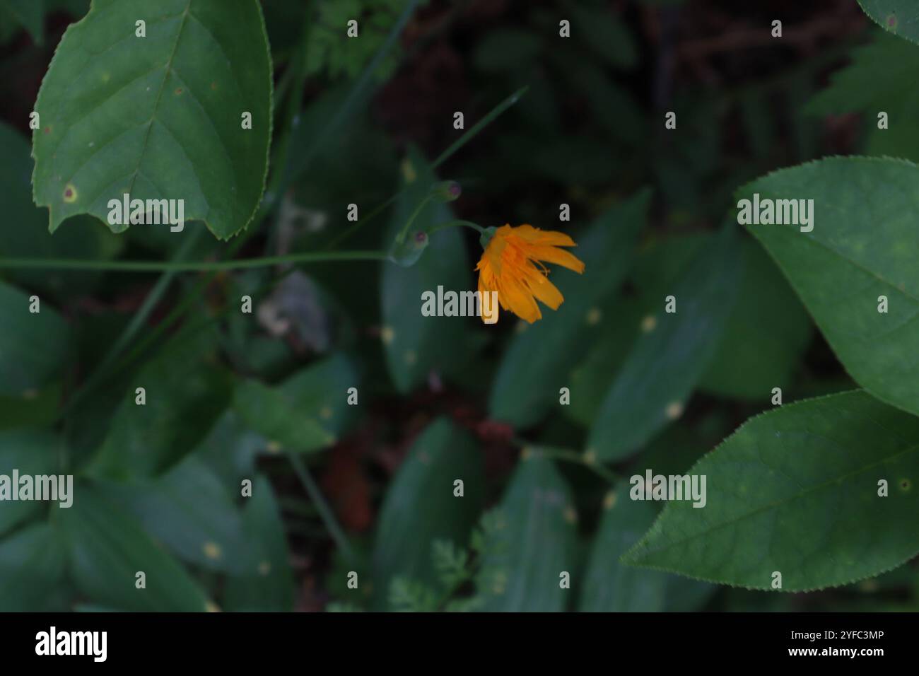 Two-flower Dwarf-dandelion (Krigia biflora Stock Photo - Alamy