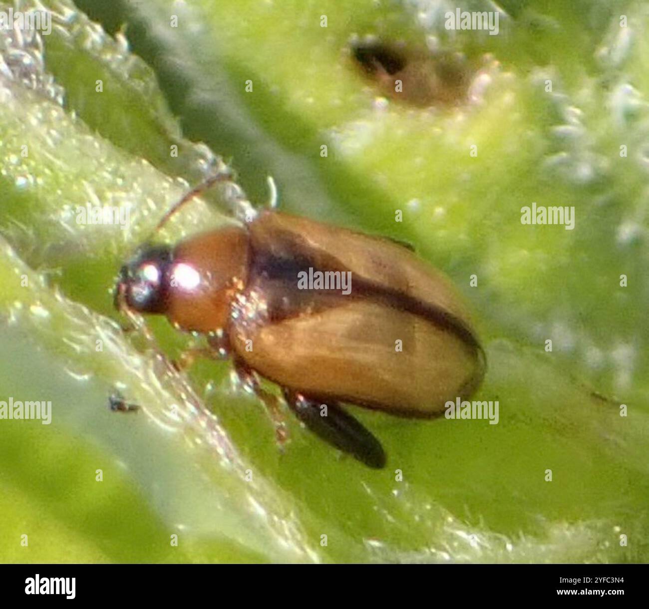 Potato Flea Beetle (Psylliodes affinis Stock Photo - Alamy