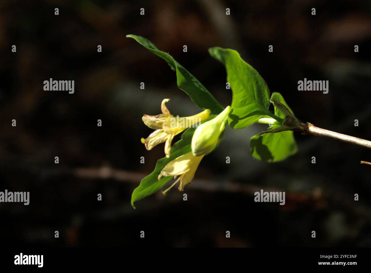 American fly-honeysuckle (Lonicera canadensis Stock Photo - Alamy