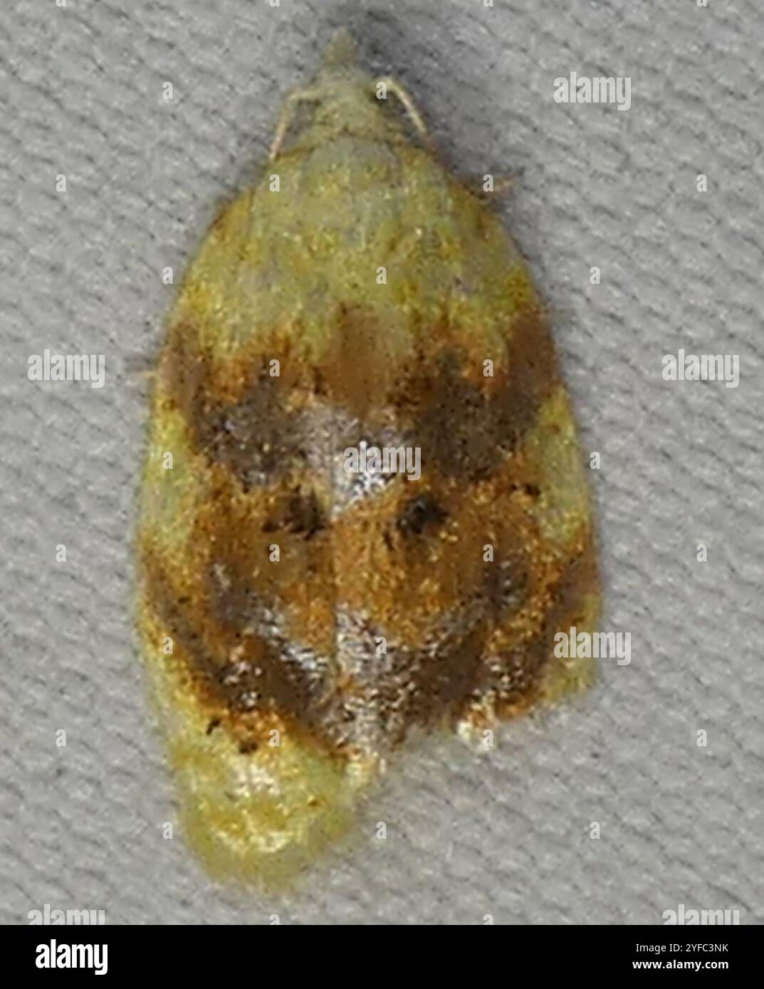 Oak Leafshredder Moth (Acleris semipurpurana Stock Photo - Alamy
