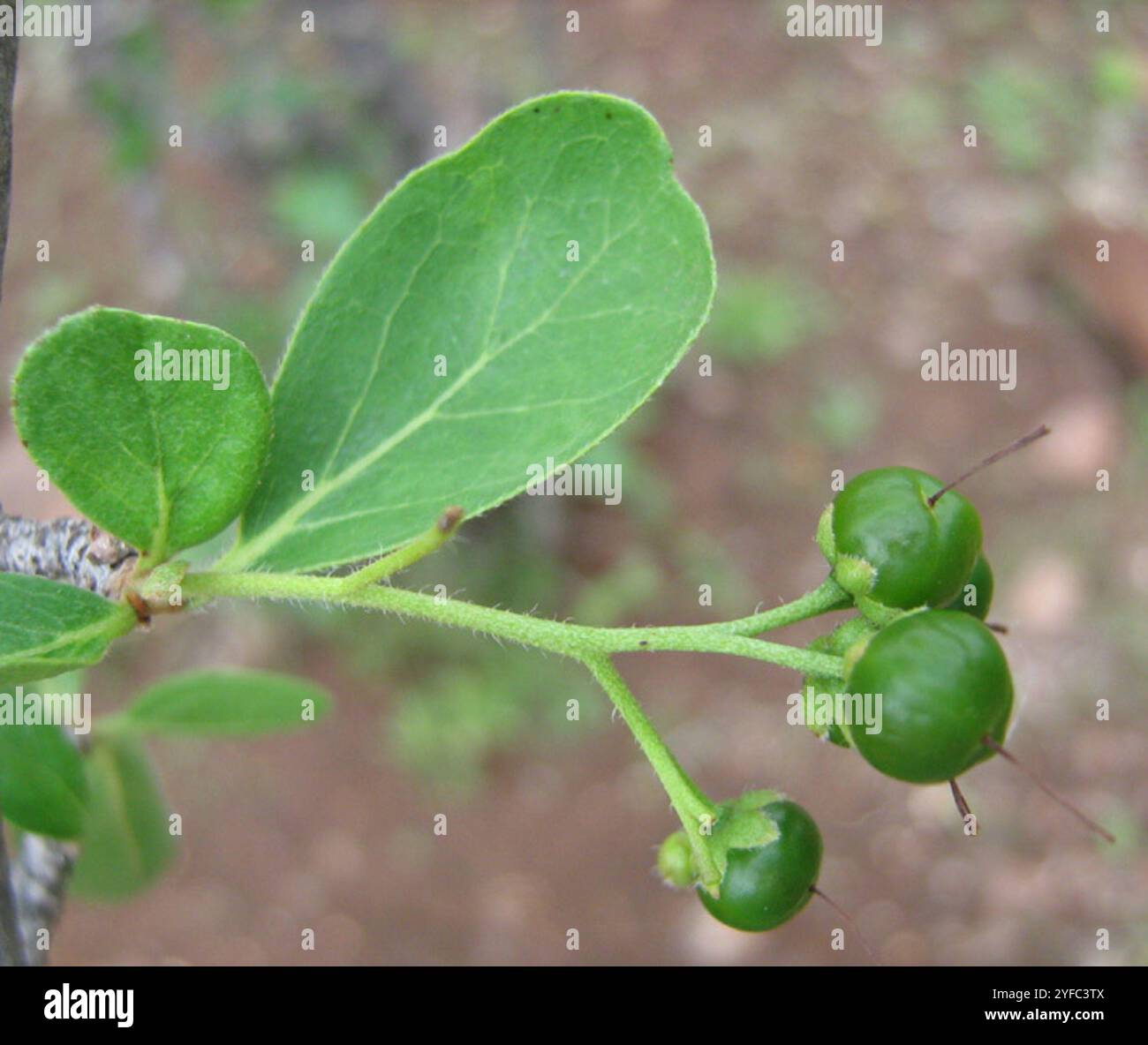 Ehretia rigida hi-res stock photography and images - Alamy