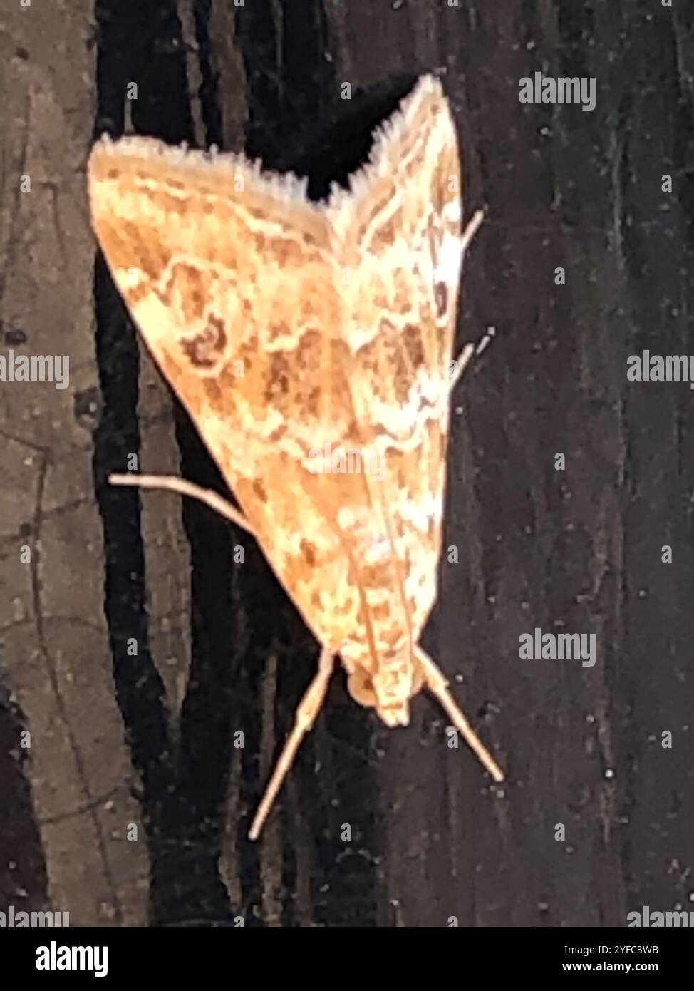 Cabbage Webworm Moth (Hellula rogatalis Stock Photo - Alamy