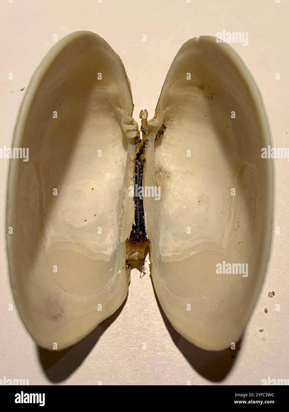 Venerupis corrugata hi-res stock photography and images - Alamy