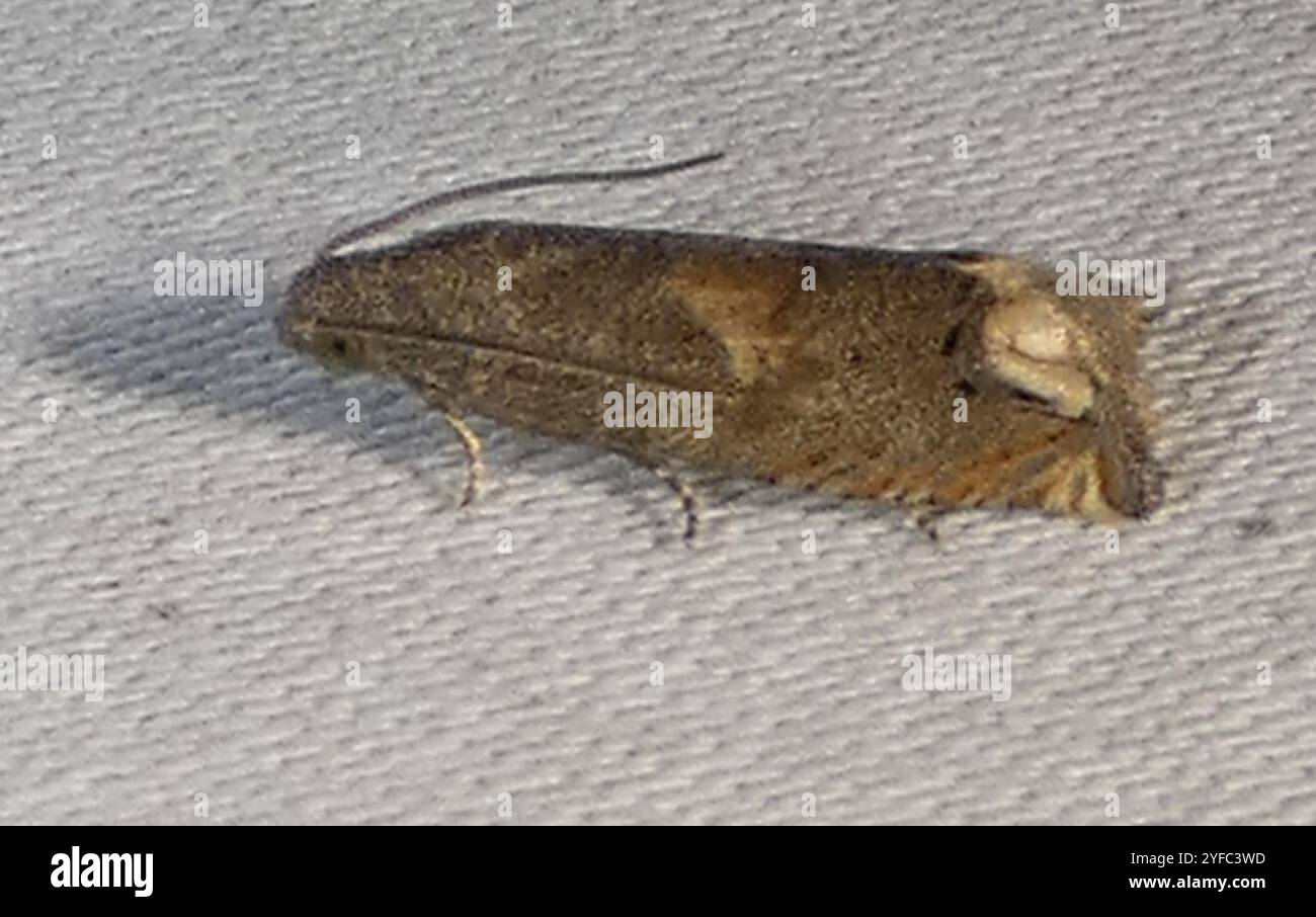 Ragweed Borer Moth (Epiblema strenuana Stock Photo - Alamy
