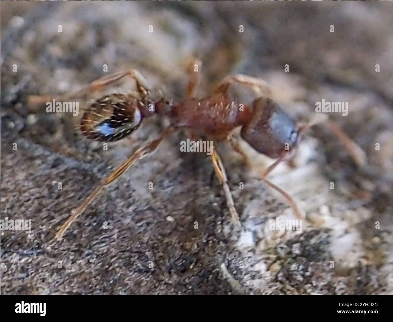 Pavement Ants (Tetramorium caespitum Stock Photo - Alamy