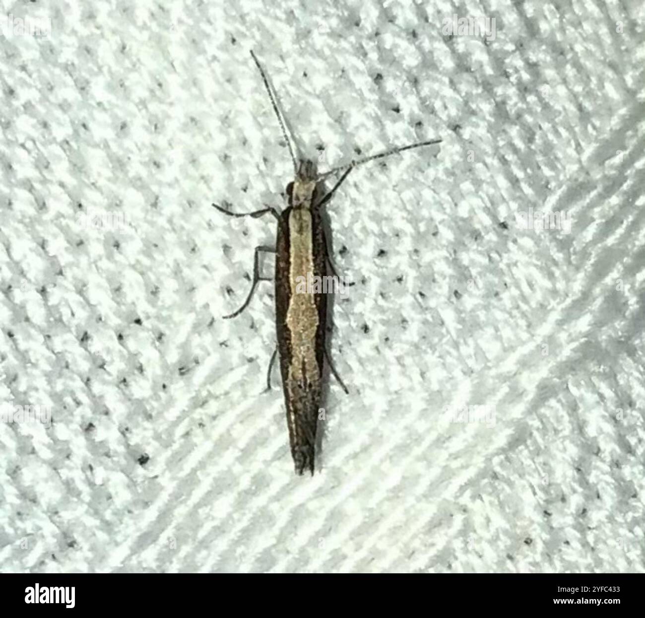 Diamondback Moth (Plutella xylostella Stock Photo - Alamy