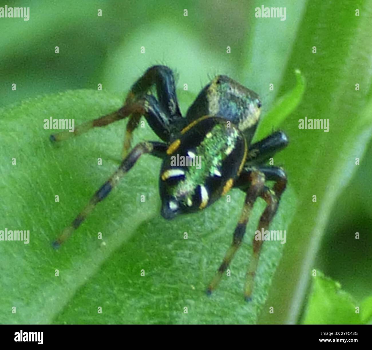 Golden Jumping Spider (Paraphidippus aurantius Stock Photo - Alamy