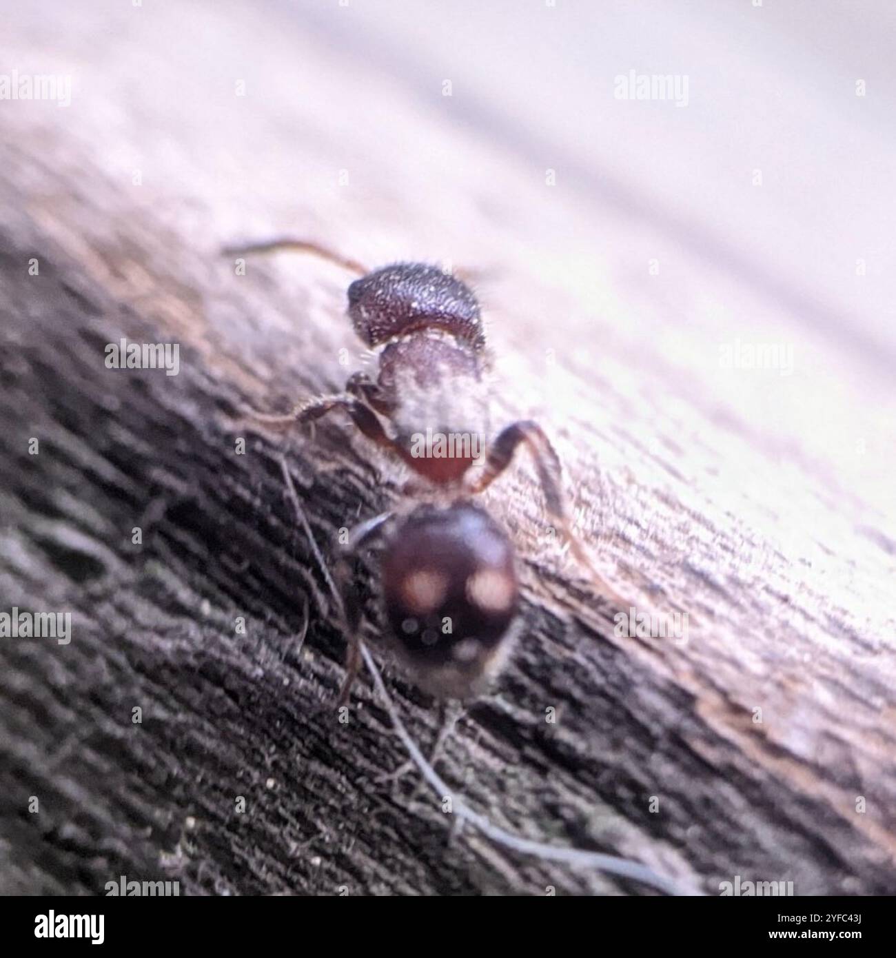 Pseudomethoca frigida hi-res stock photography and images - Alamy