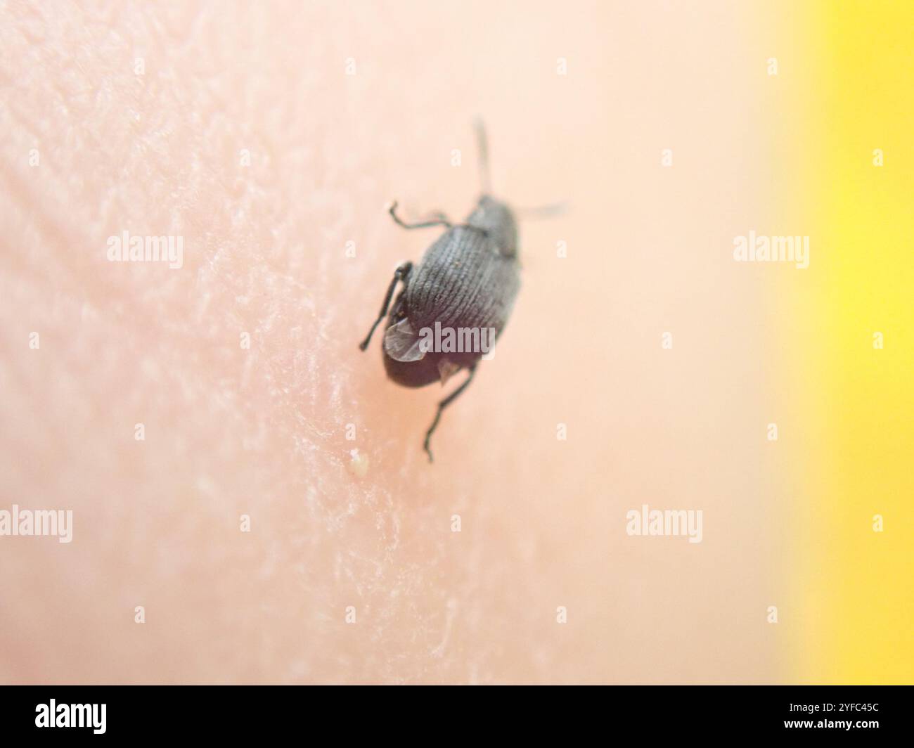 Broom Seed Beetle (Bruchidius villosus Stock Photo - Alamy