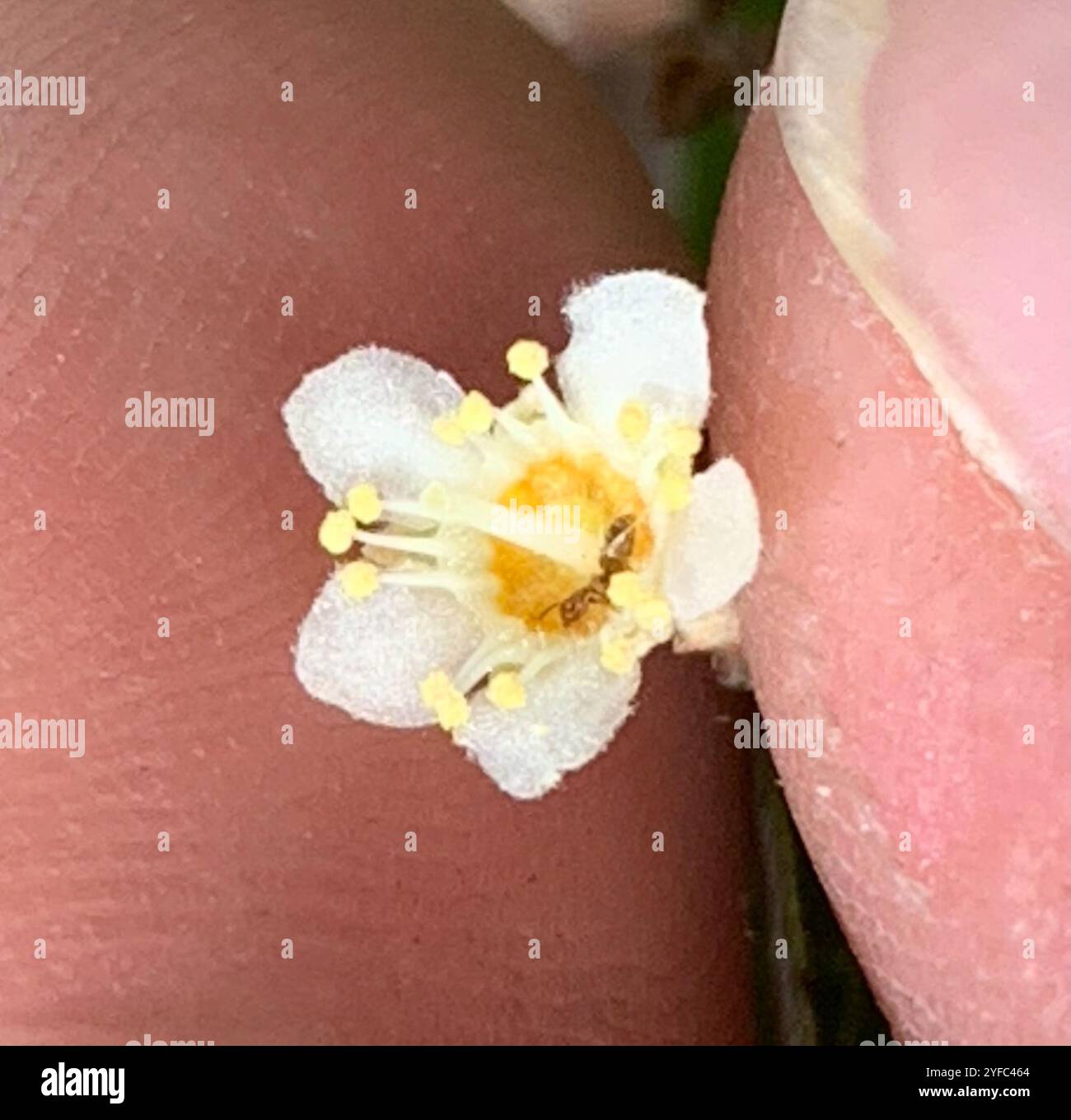 Gopher apple (Geobalanus oblongifolius Stock Photo - Alamy