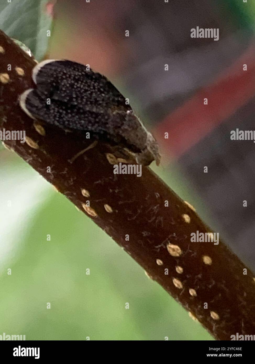 Eutreta hi-res stock photography and images - Alamy