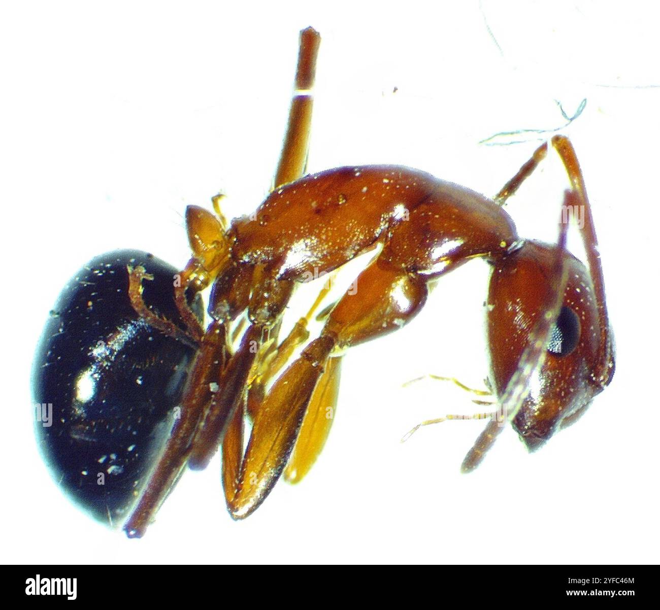 Deceptive Carpenter Ant (Camponotus decipiens Stock Photo - Alamy