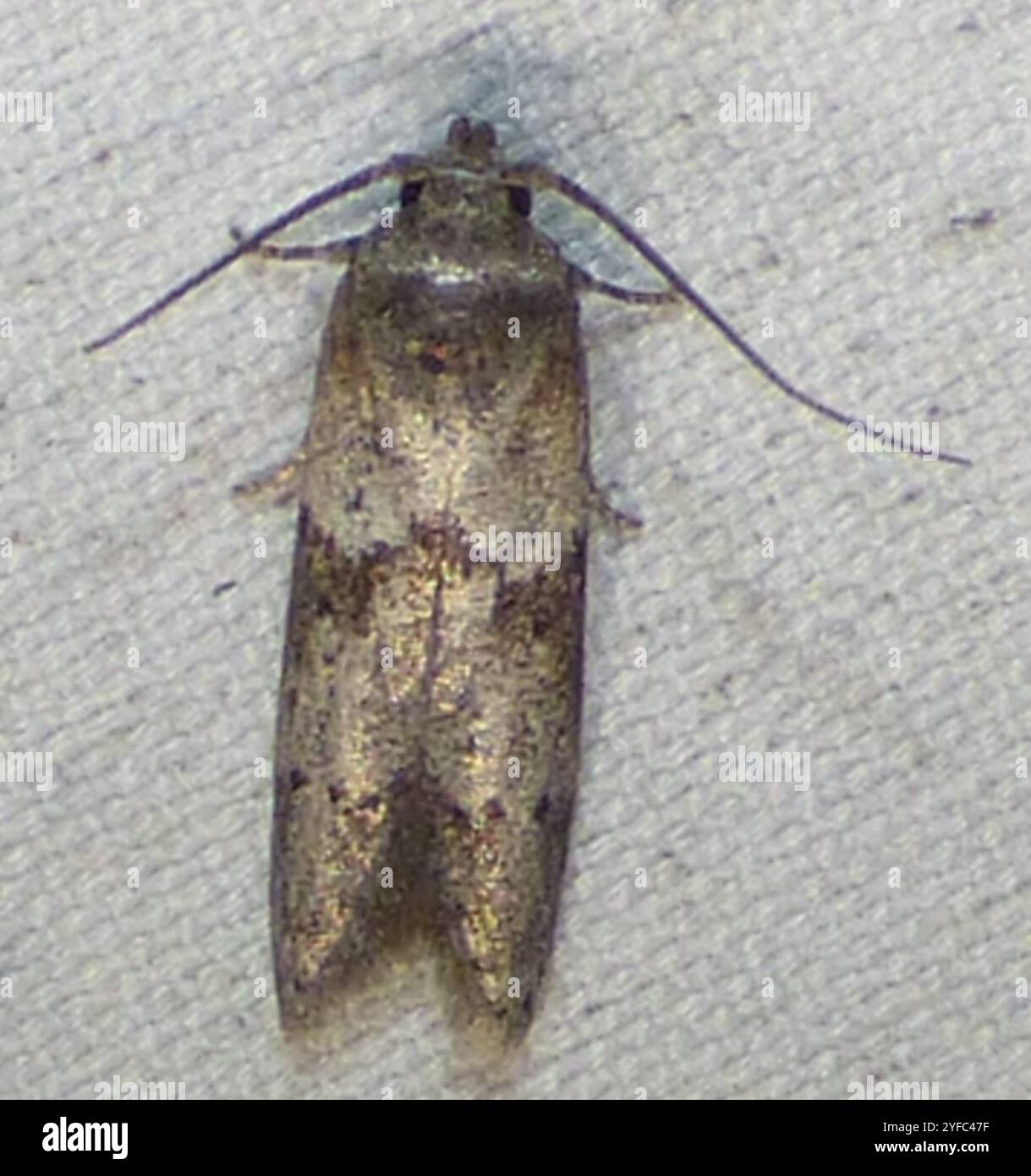 Acorn Moth (Blastobasis glandulella Stock Photo - Alamy